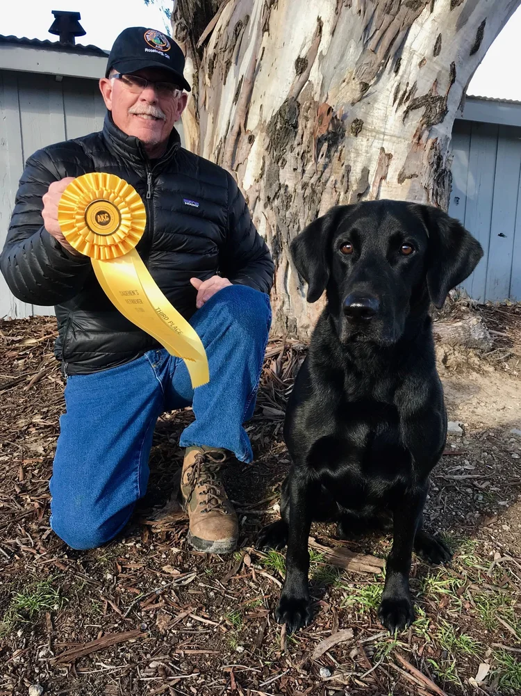hunt test/field trails — Bayside Labradors
