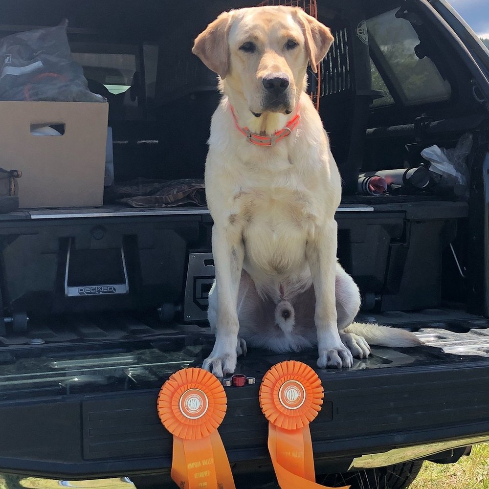 hunt test/field trails — Bayside Labradors