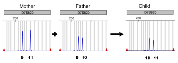 STR Analysis Explained — ANDE®