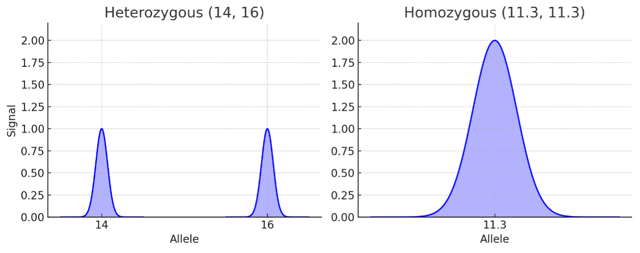 STR Analysis Explained — ANDE®