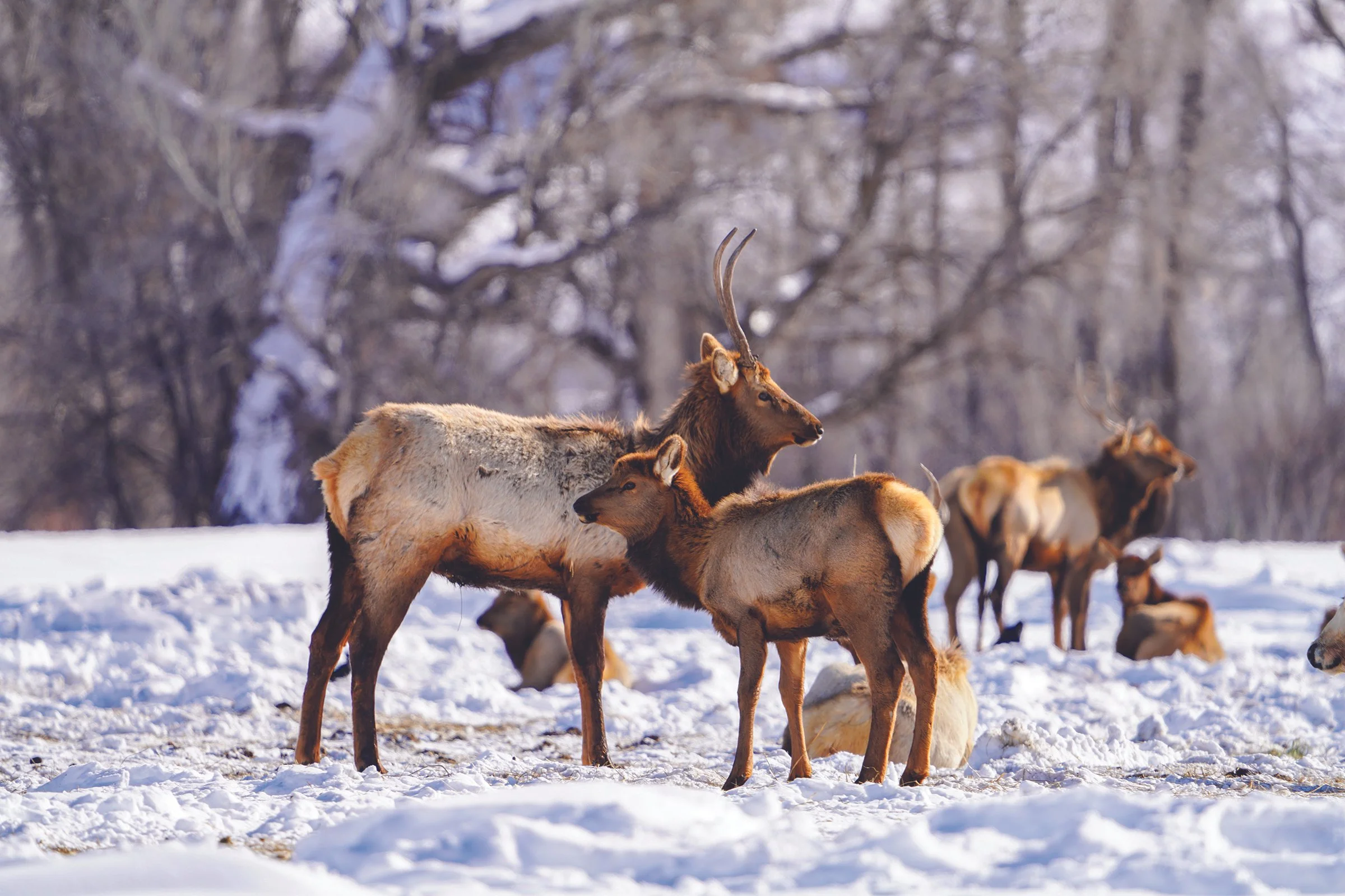 Wintering Wildlife Conservation Initiative
