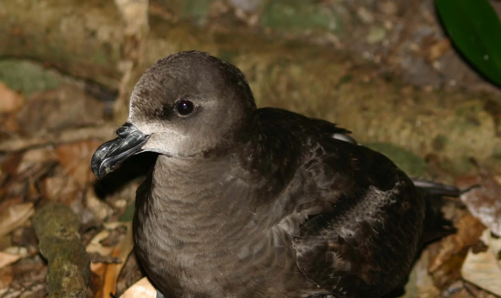 Wildlife monitoring — Karioi Project