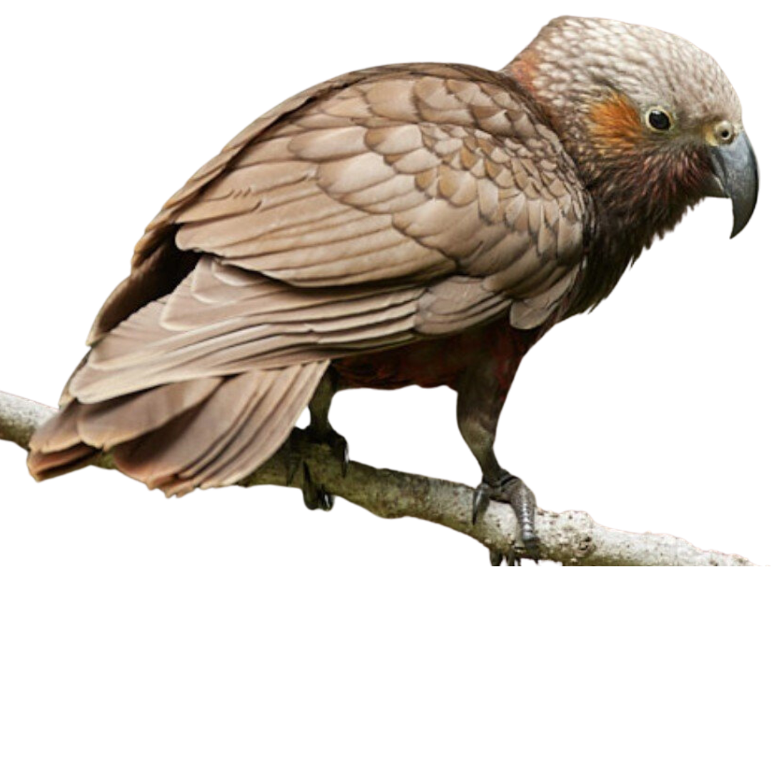 Backyard Trapping in Raglan — Karioi Project