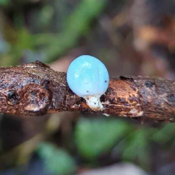 Mushrooms on Karioi — Karioi Project
