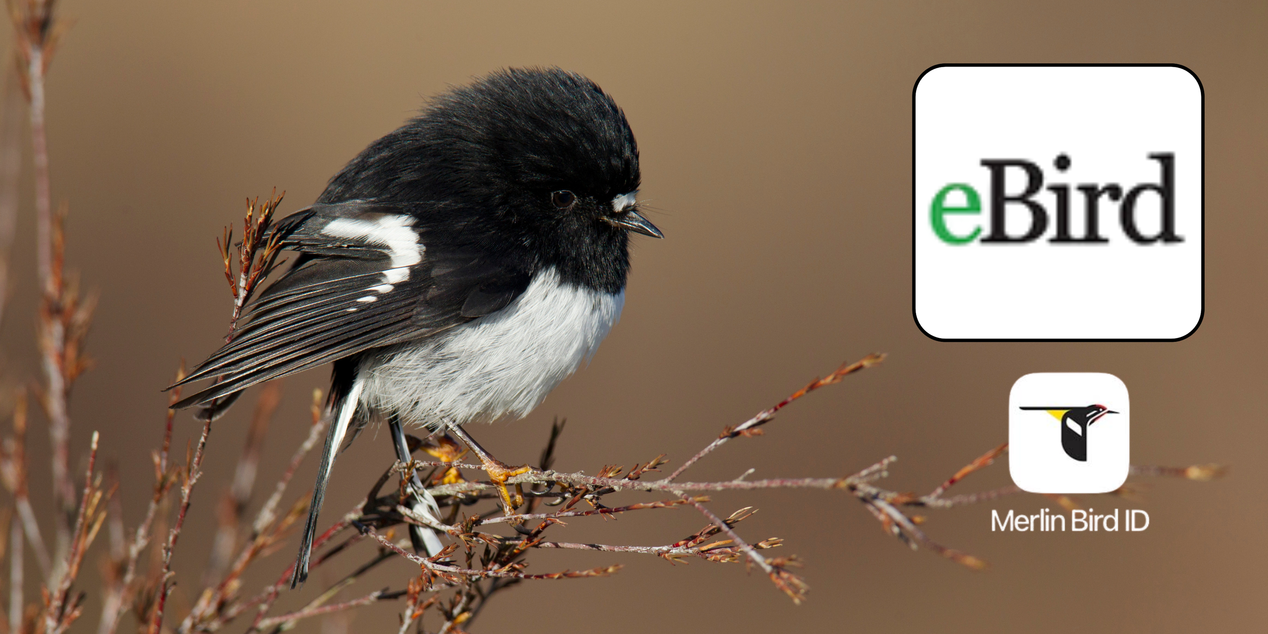 Evening kōrero with Jesse Golden- eBird App — Karioi Project