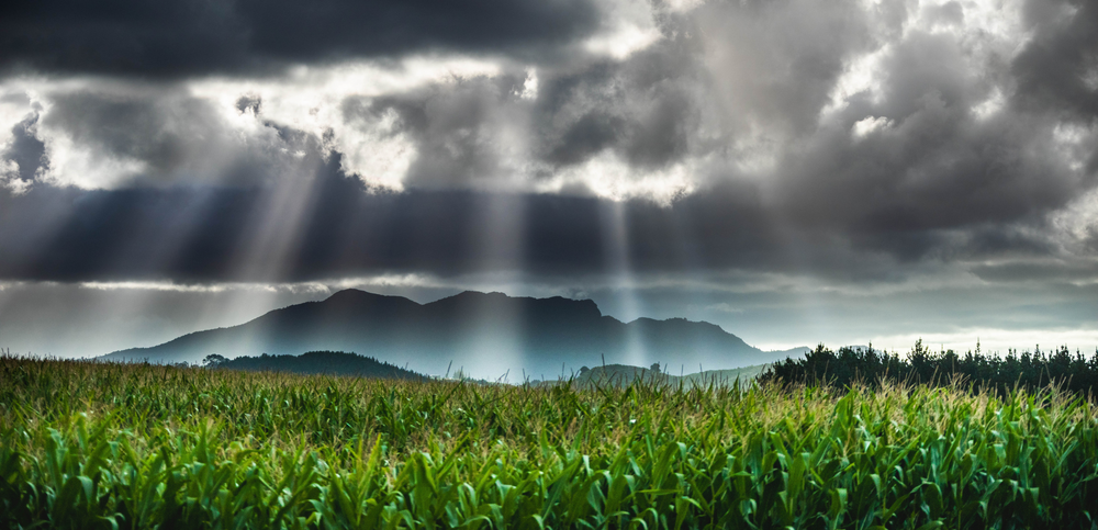 Join the Backyard Hub — Karioi Project