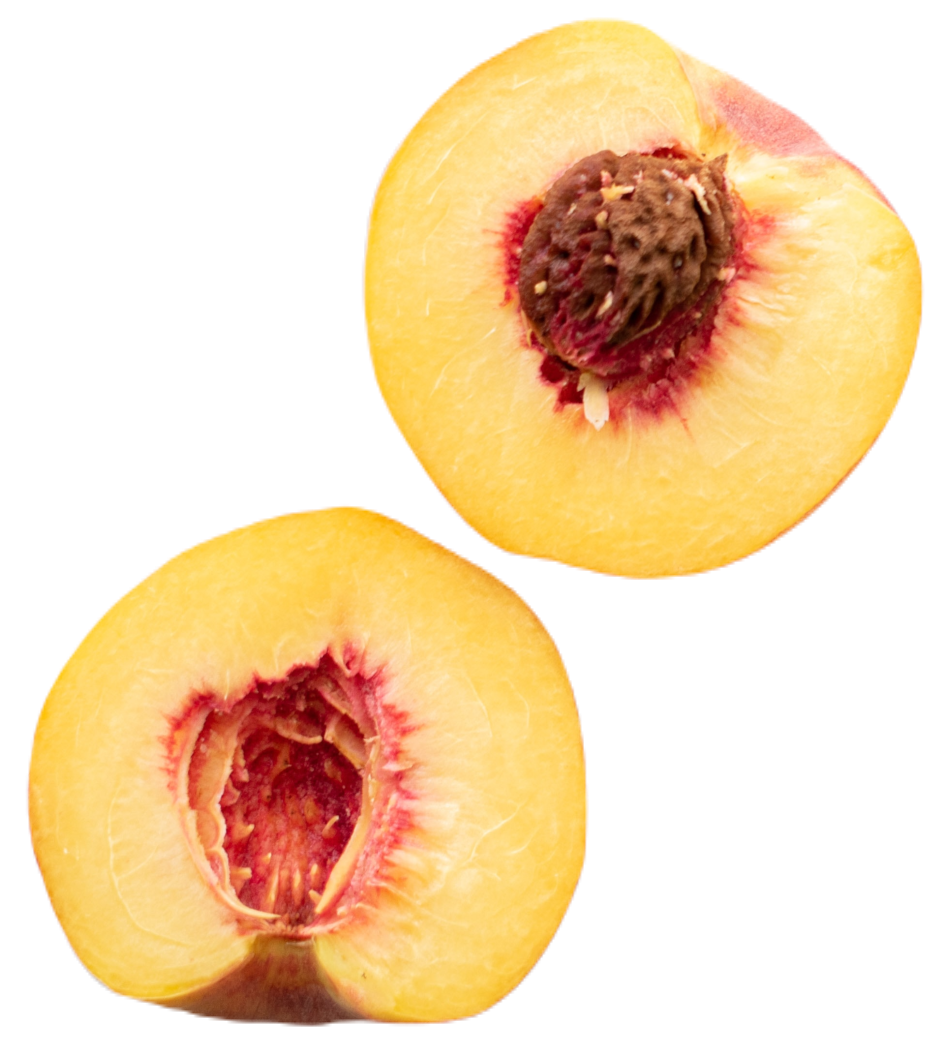 Newsletter — Casey Means MD