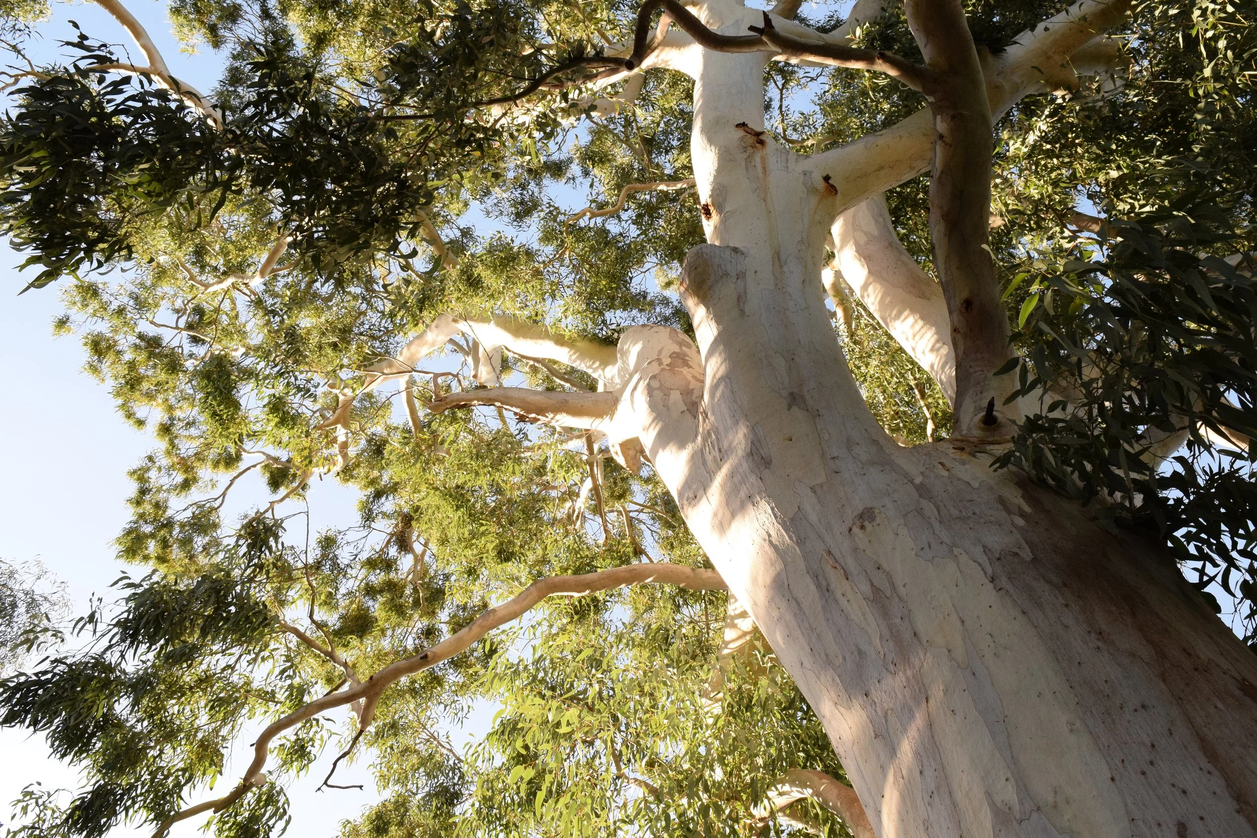 Old Growth Arboriculture