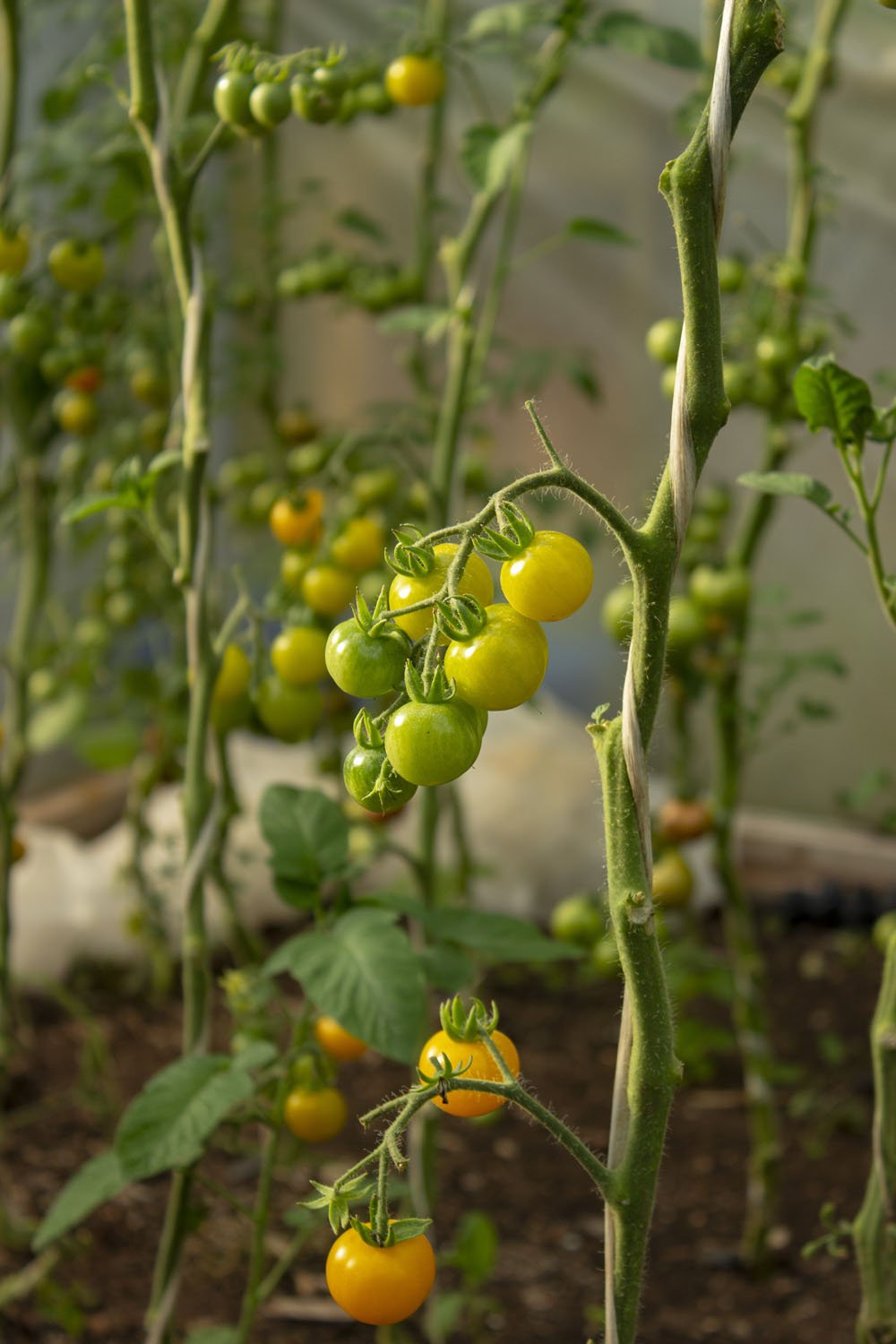 Barley Wood Kitchen Garden