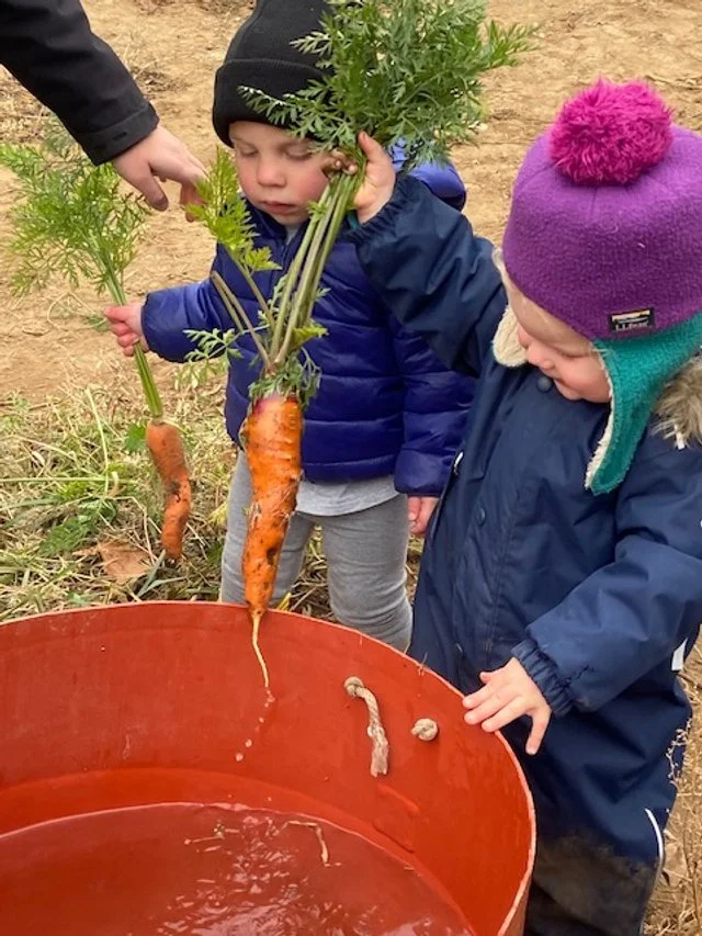 The Carrot at the End of the Stick: What drives Wild Carrot Farm ...