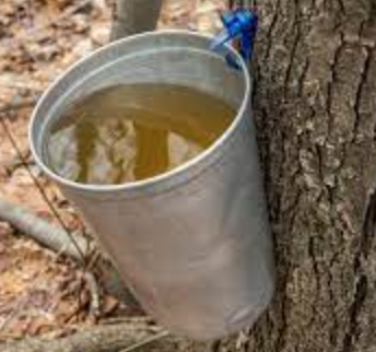 Maple Syrup - March 2025 | Discover, Taste, Enjoy Maple — Vermont ...