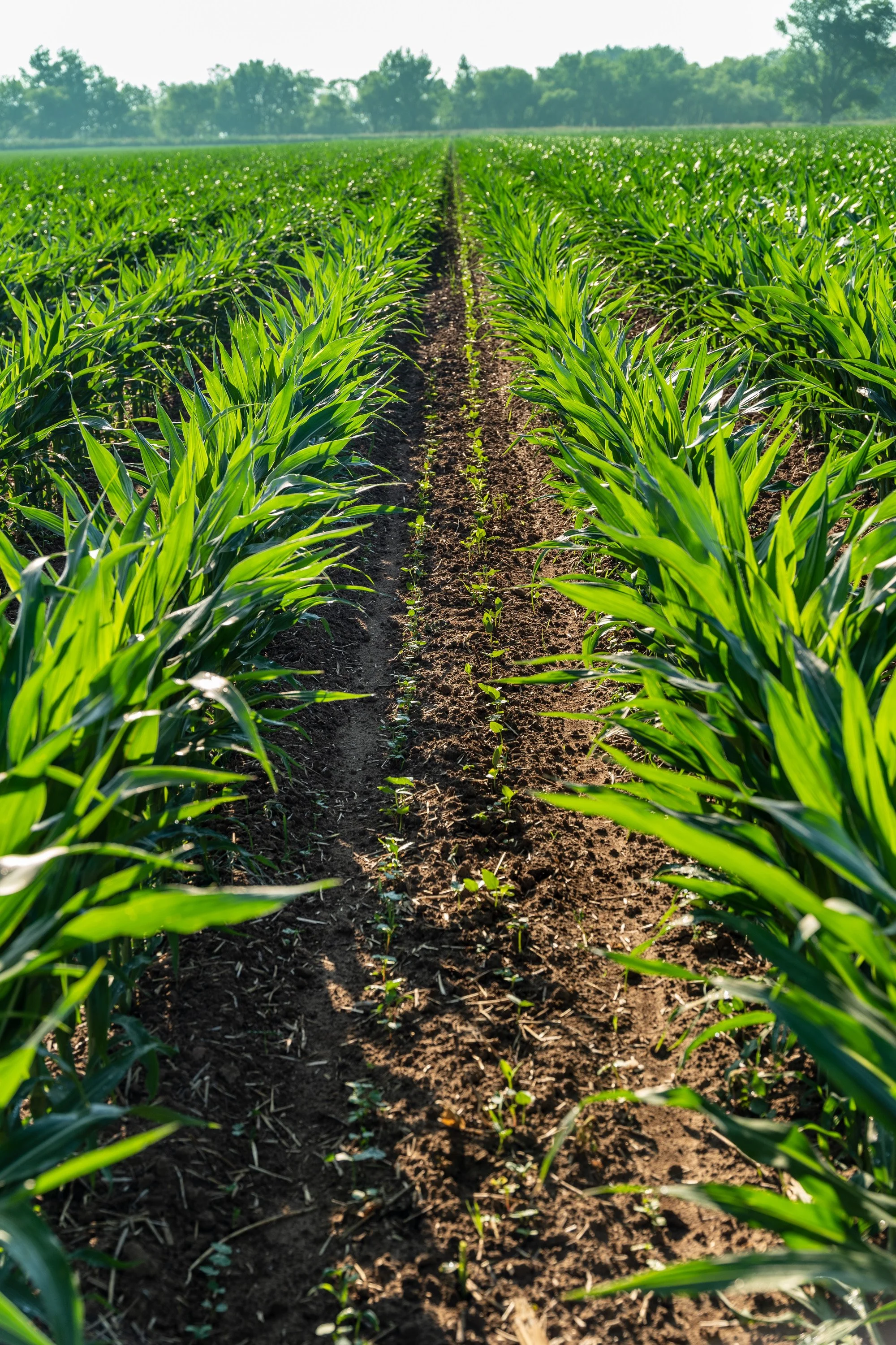 Board Members — Nebraska Soil Health Coalition