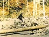 The Origin of Sasquatch: Top 4 Theories Behind Bigfoot’s Existence ...