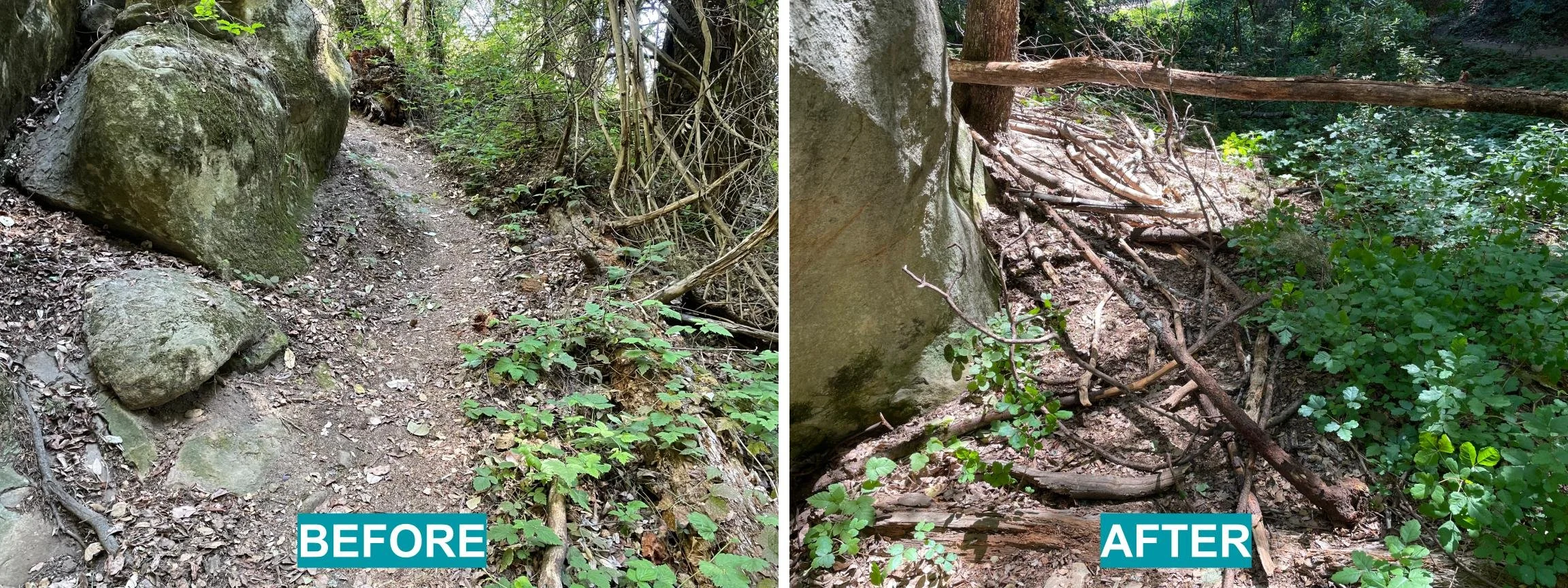 Understanding Social Trails and Their Impact on the Environment — Bay ...