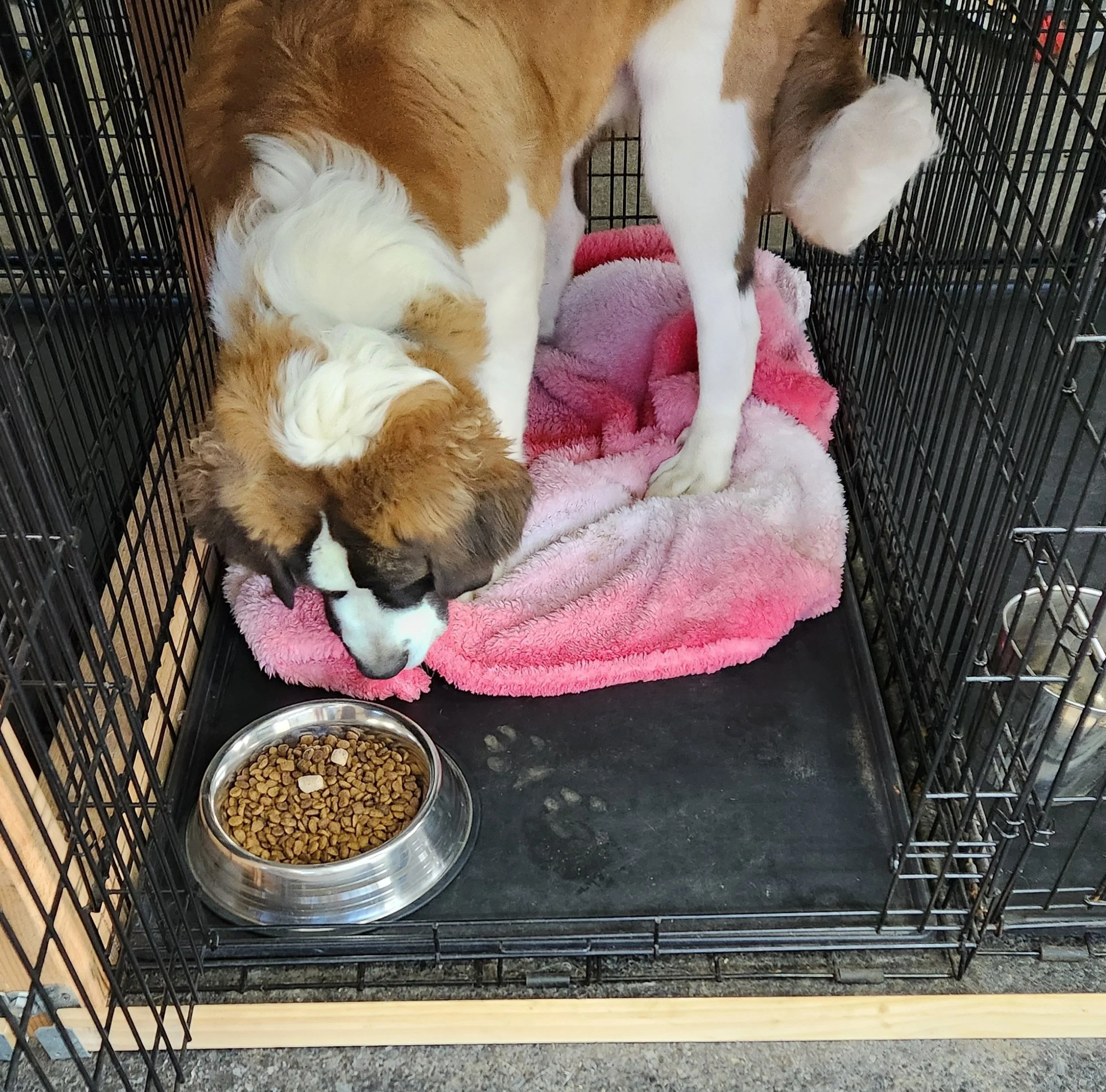 Paws & Pastures, LLC