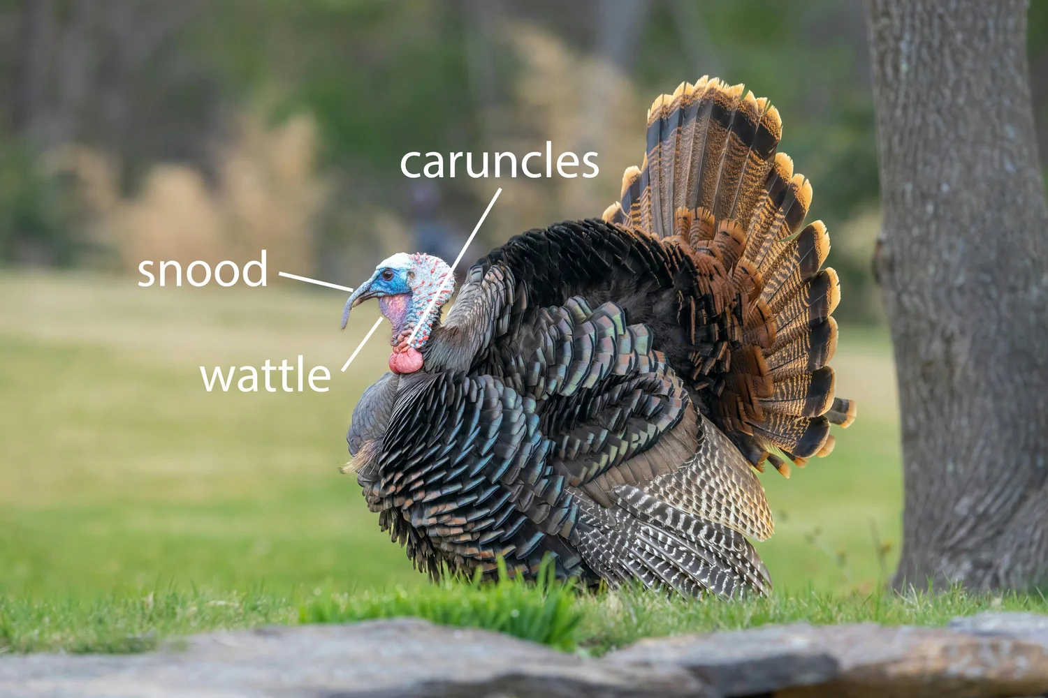 Learn to Draw a Silly Turkey — Mirkah
