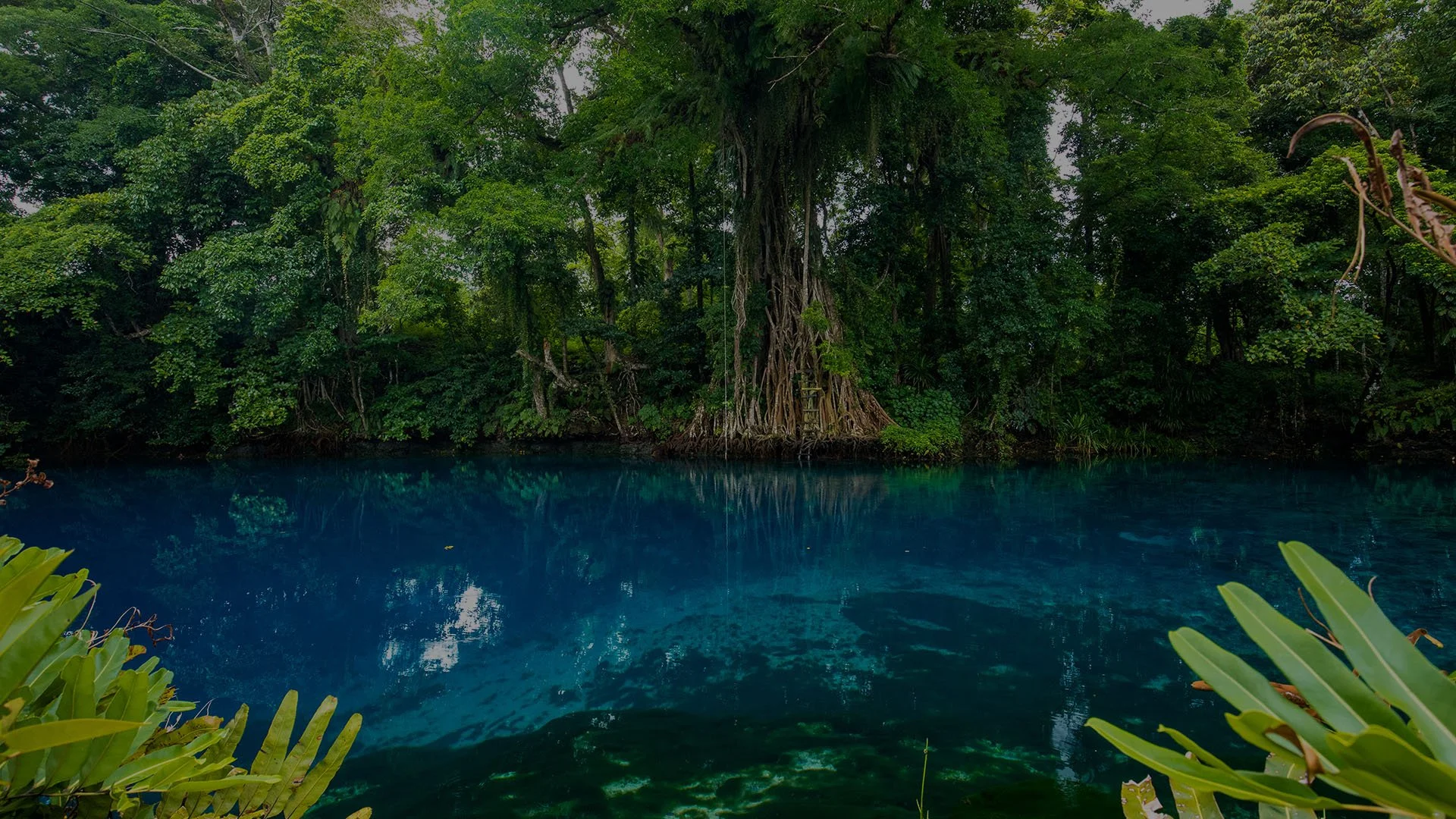 Manatee Springs State Park Trail Run | 5K | 10k | Half-Marathon. — The ...