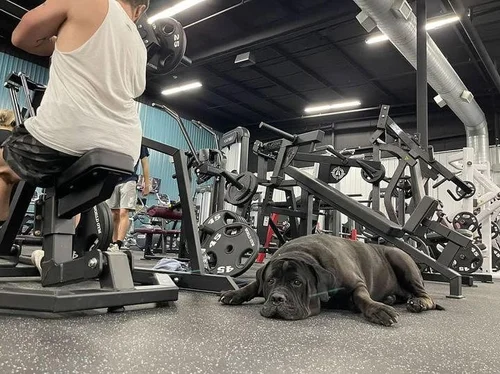 Fresh Fitness Training Center