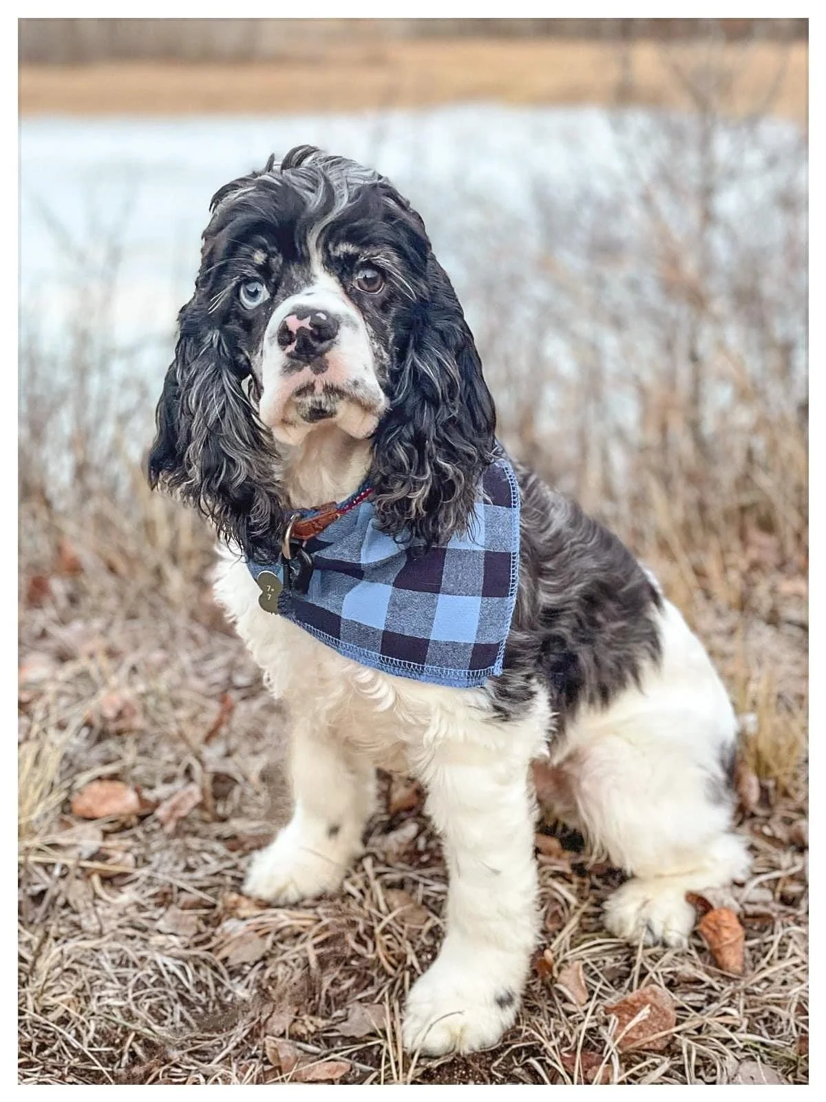 Available Pups — Crystal Lake Kennels