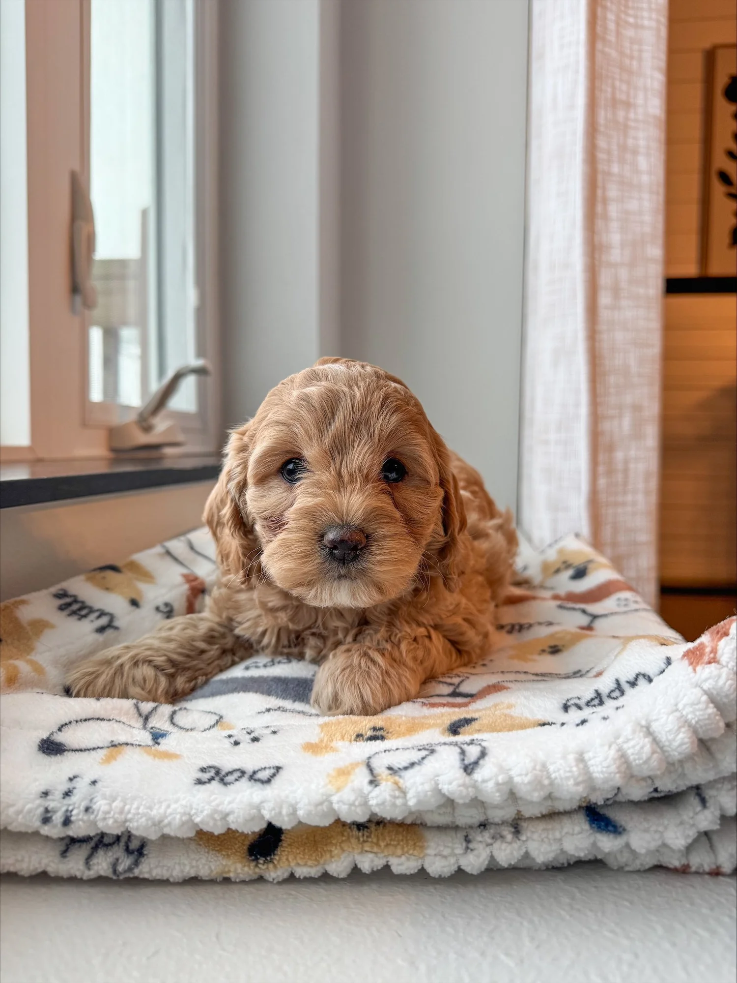 Available Pups — Crystal Lake Kennels