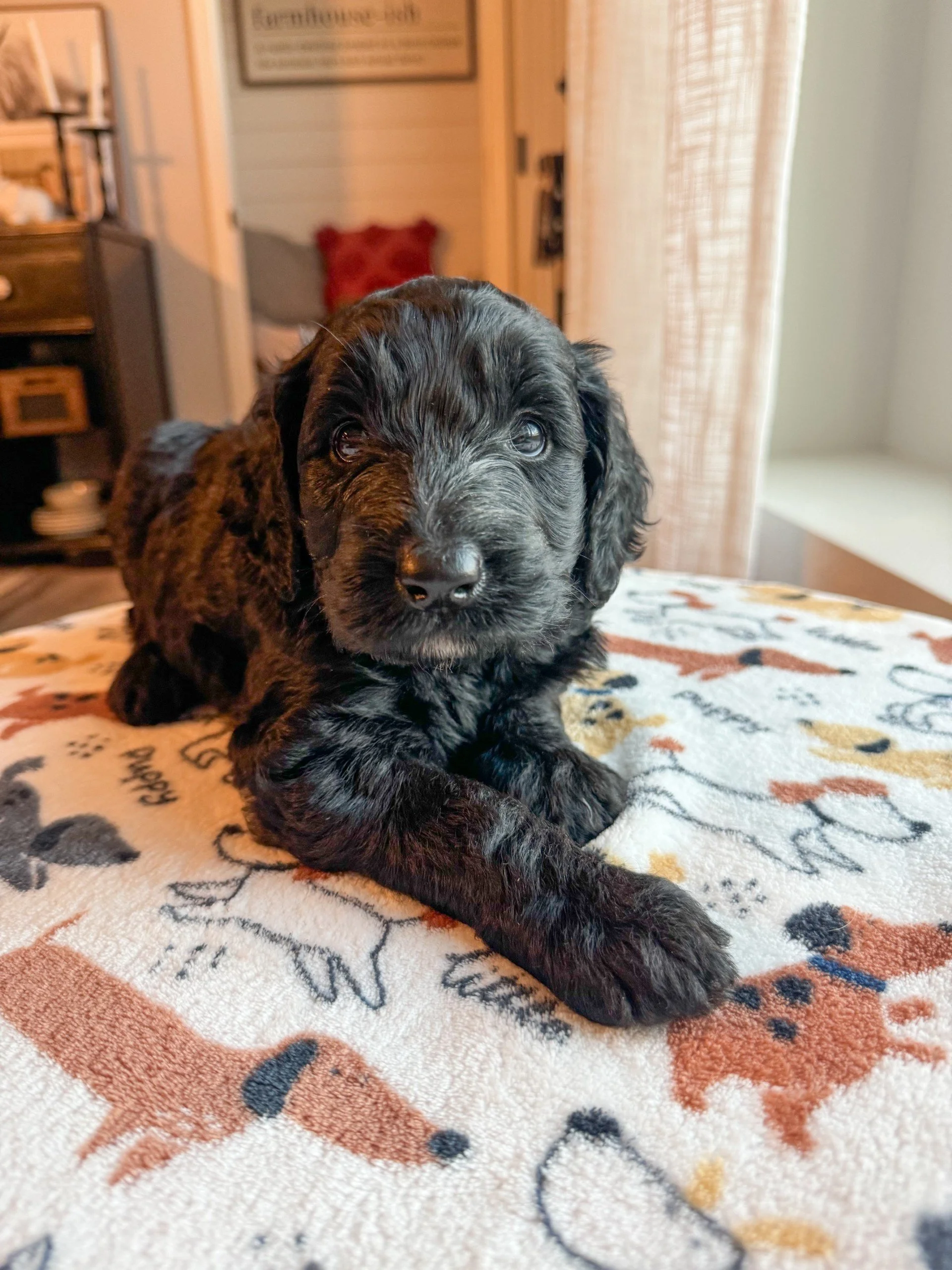 Available Pups — Crystal Lake Kennels