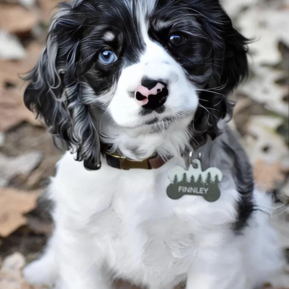 Crystal Lake Kennels