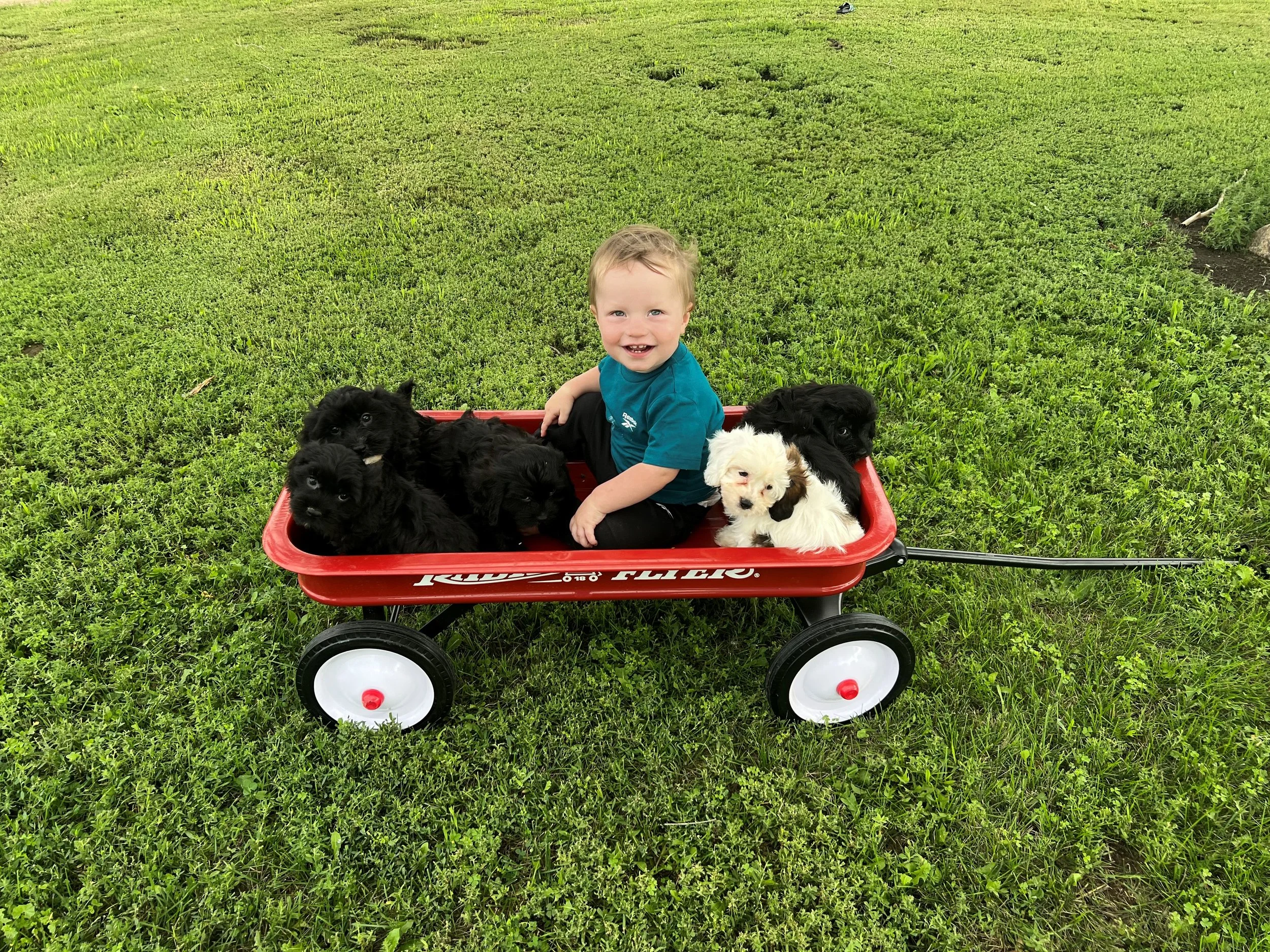 Photos — Crystal Lake Kennels