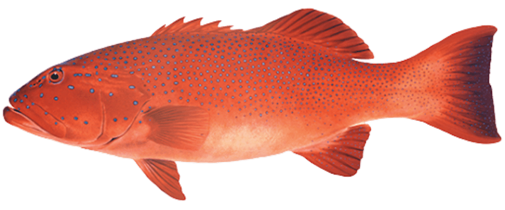 QLD Prawns & Seafood Direct | QLDPrawns.com.au