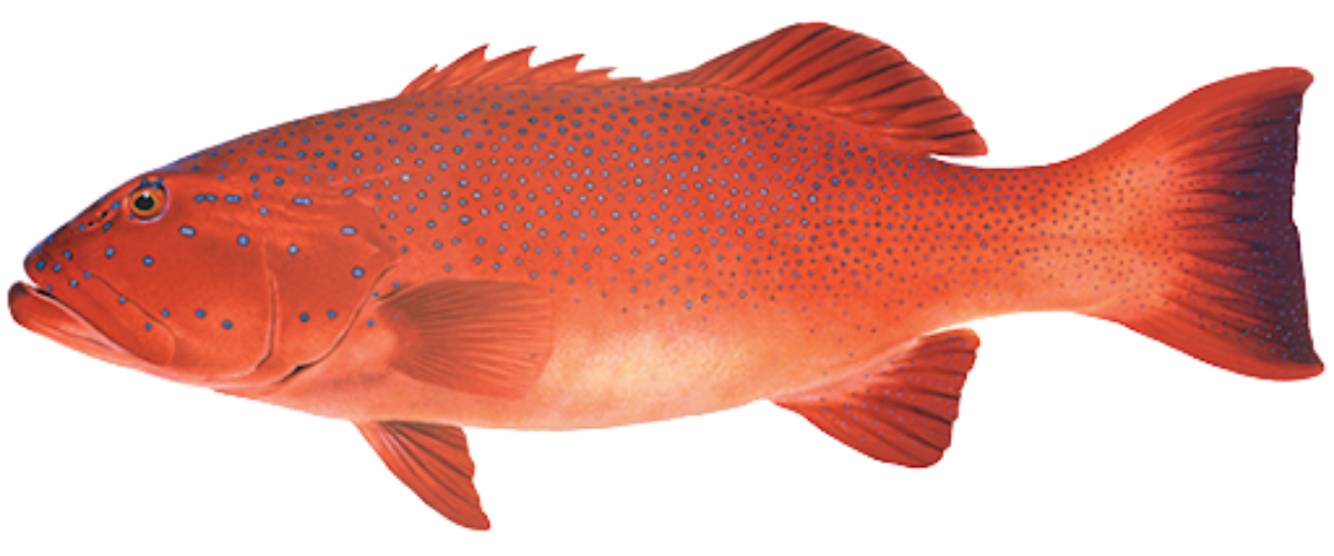 QLD Prawns & Seafood Direct | QLDPrawns.com.au
