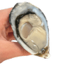 QLD Prawns & Seafood Direct | QLDPrawns.com.au