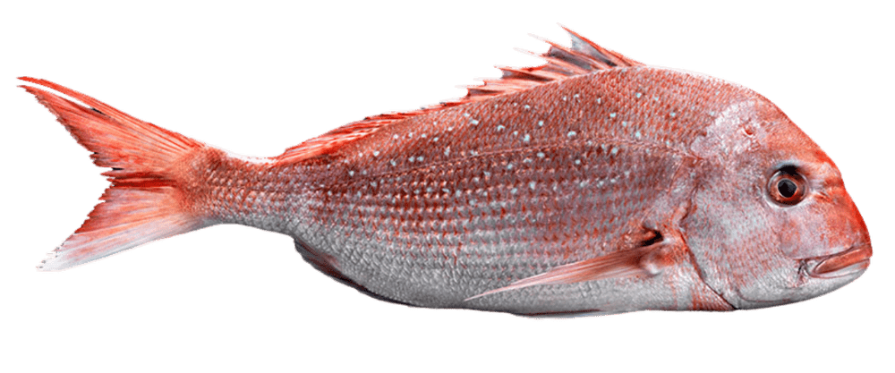 QLD Prawns & Seafood Direct | QLDPrawns.com.au