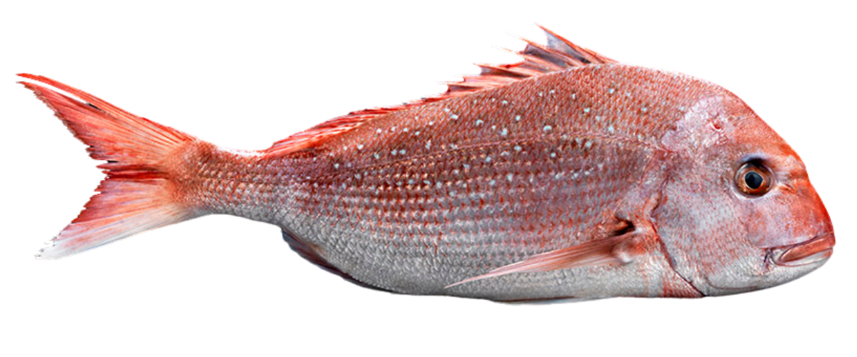 QLD Prawns & Seafood Direct | QLDPrawns.com.au