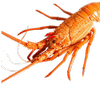 QLD Prawns & Seafood Direct | QLDPrawns.com.au