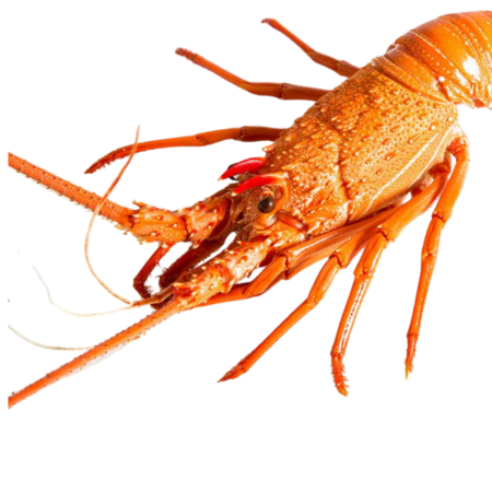 QLD Prawns & Seafood Direct | QLDPrawns.com.au