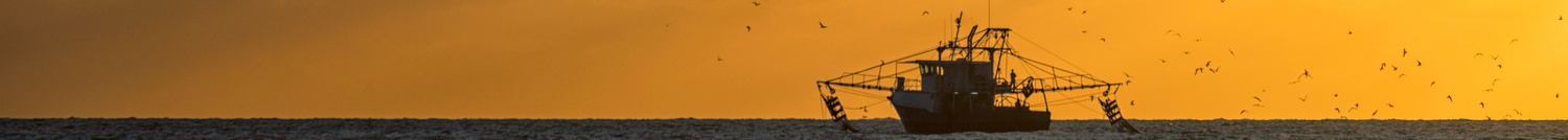 QLD Prawns & Seafood Direct | QLDPrawns.com.au