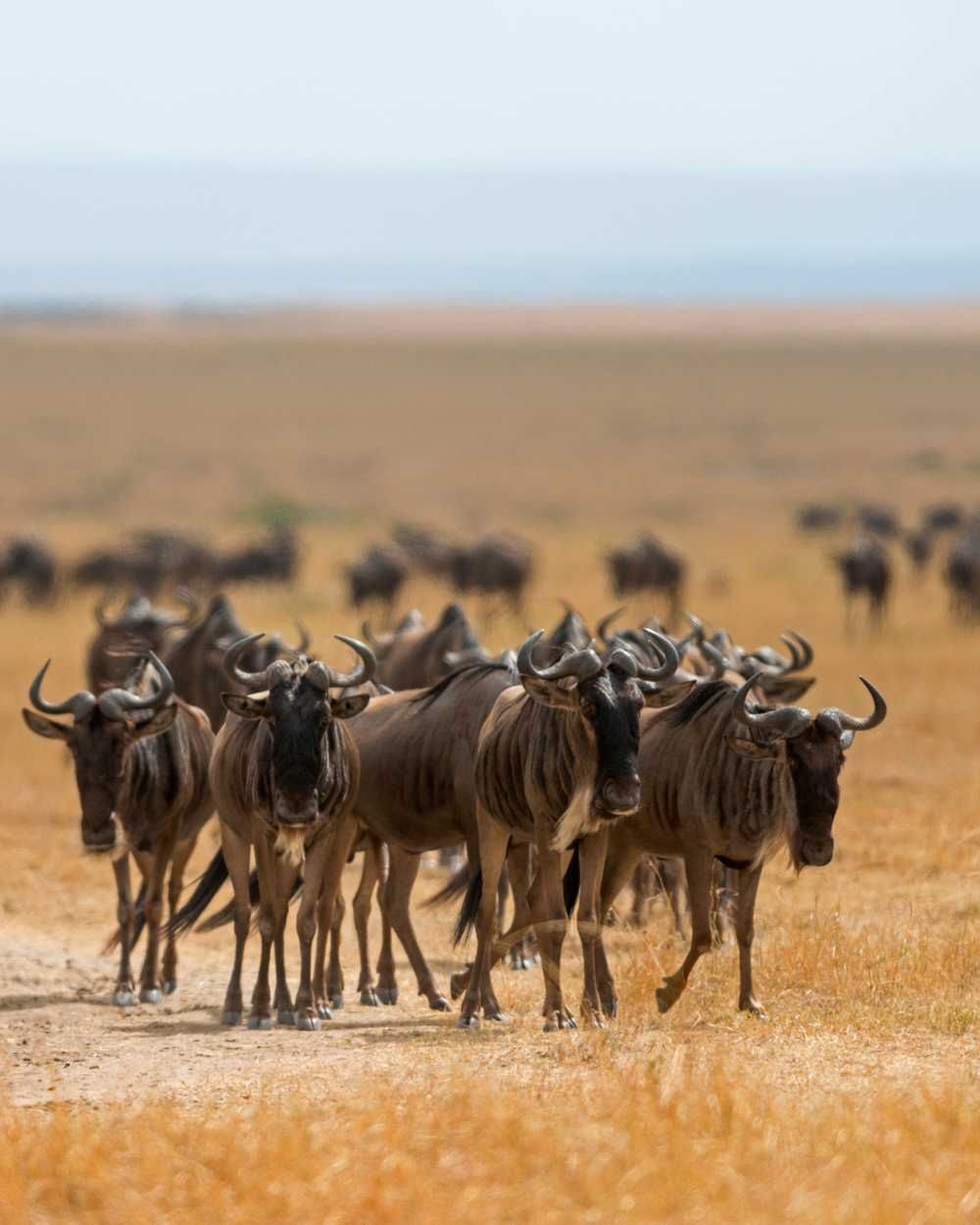 The Great Migration — Southern Cross Safaris