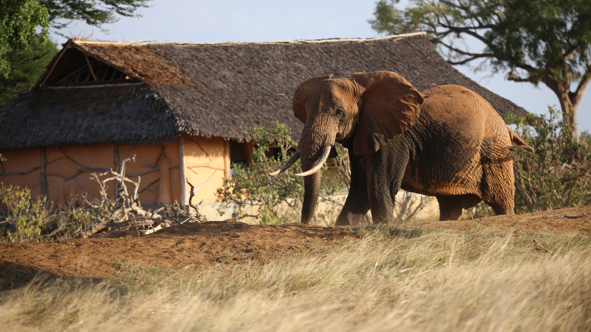 Train Safari | Book Your Safari Now — Southern Cross Safaris