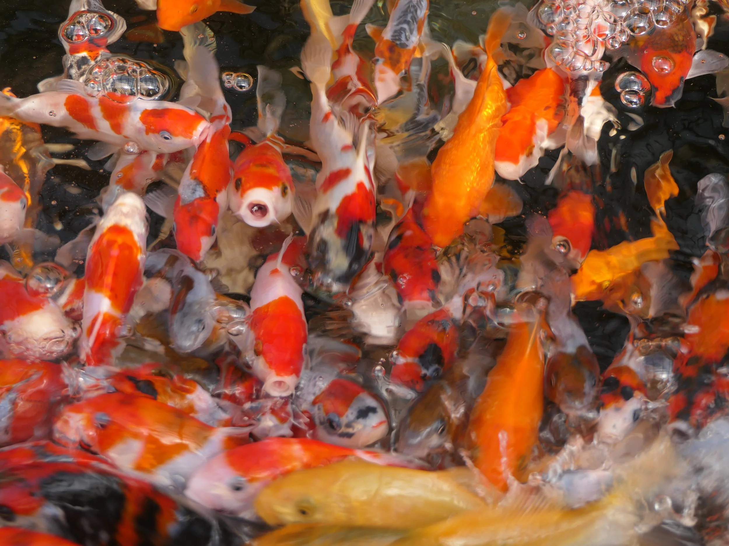 The Koi Perspective