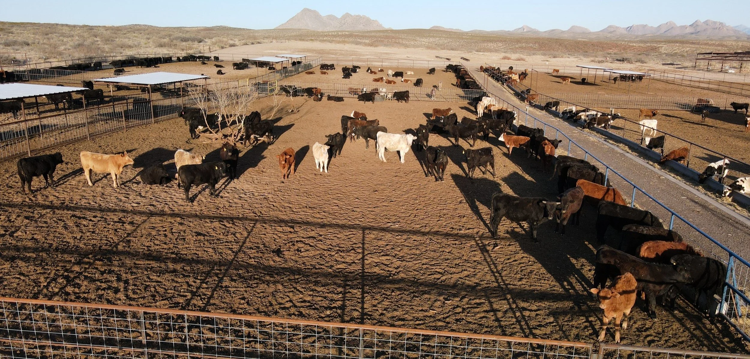 Double D's Beef and Feeders