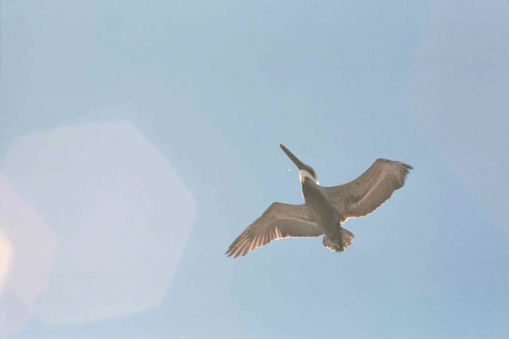 Contact — Pelican Mapping