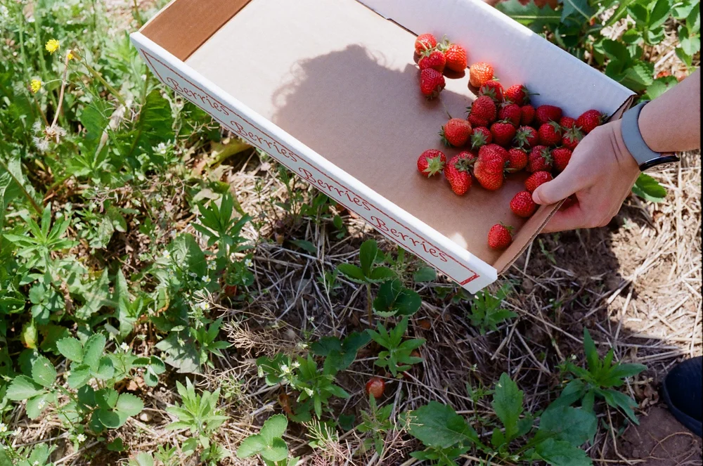 Pick-Your-Own Berries — brownsharvest