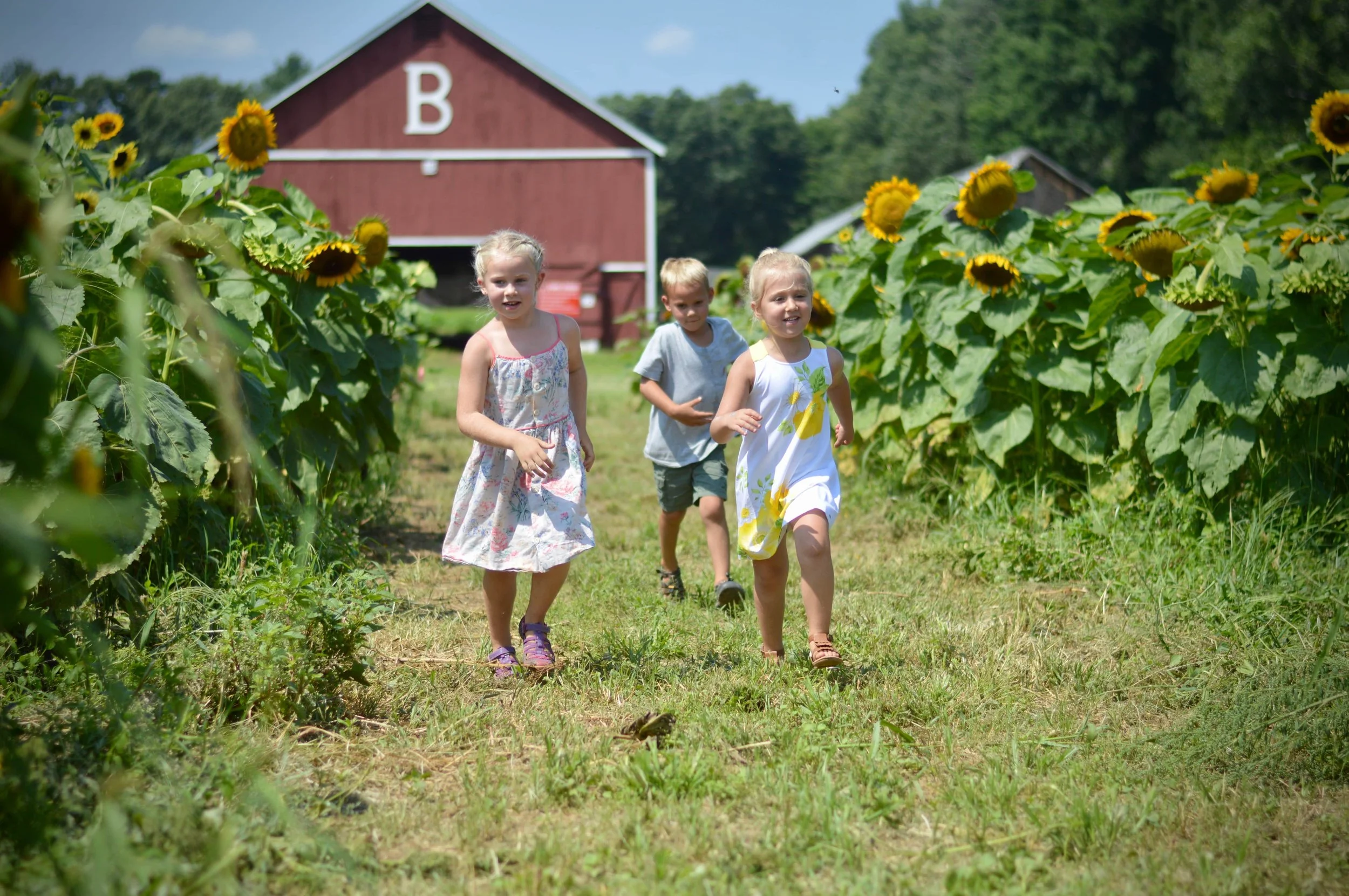 Summer Birthday Parties — brownsharvest