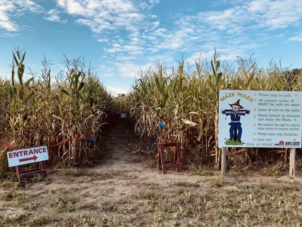 Barrel Train, Gem Mine, Corn maze and More! — brownsharvest