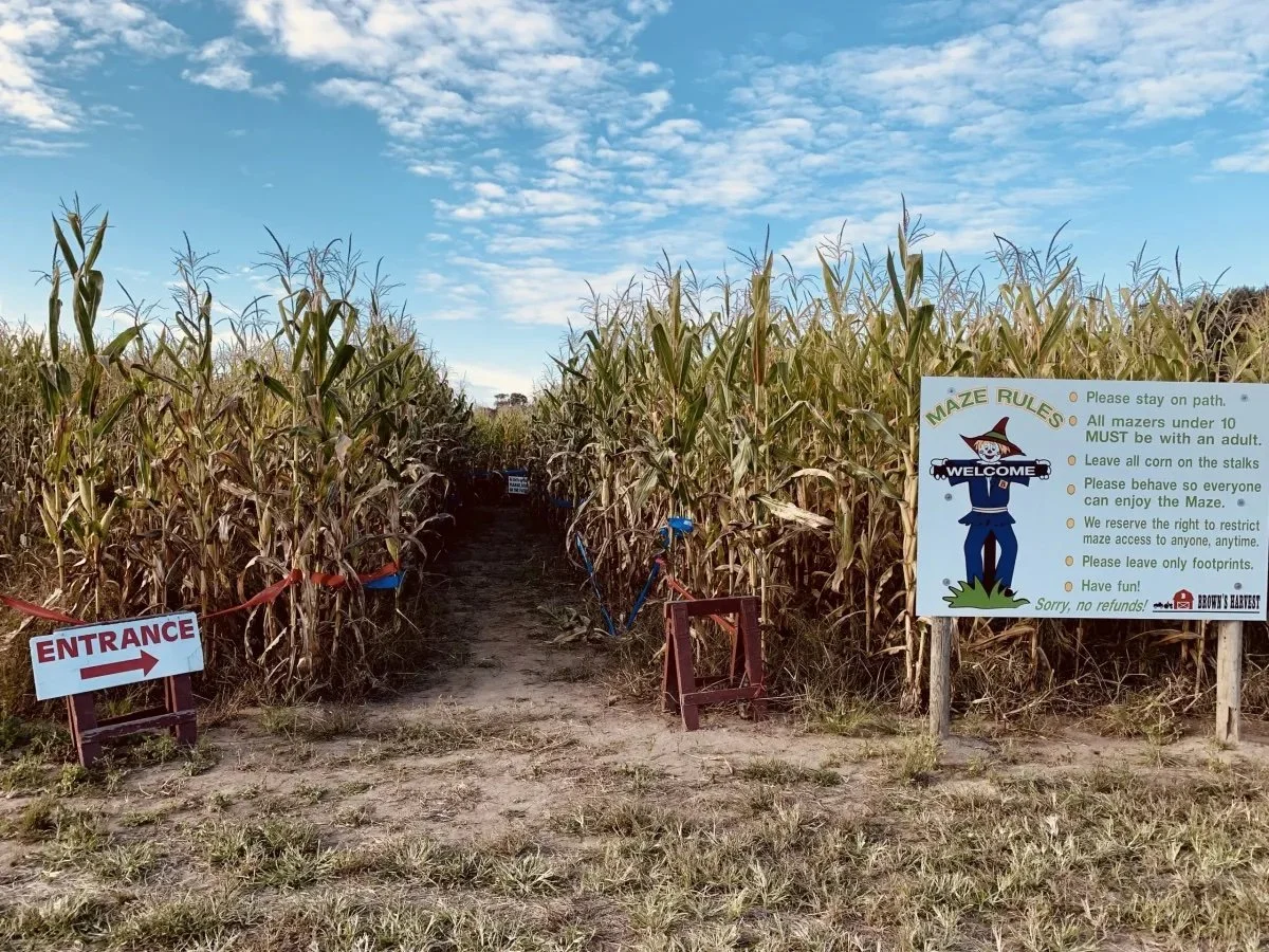 Barrel Train, Gem Mine, Corn maze and More! — brownsharvest