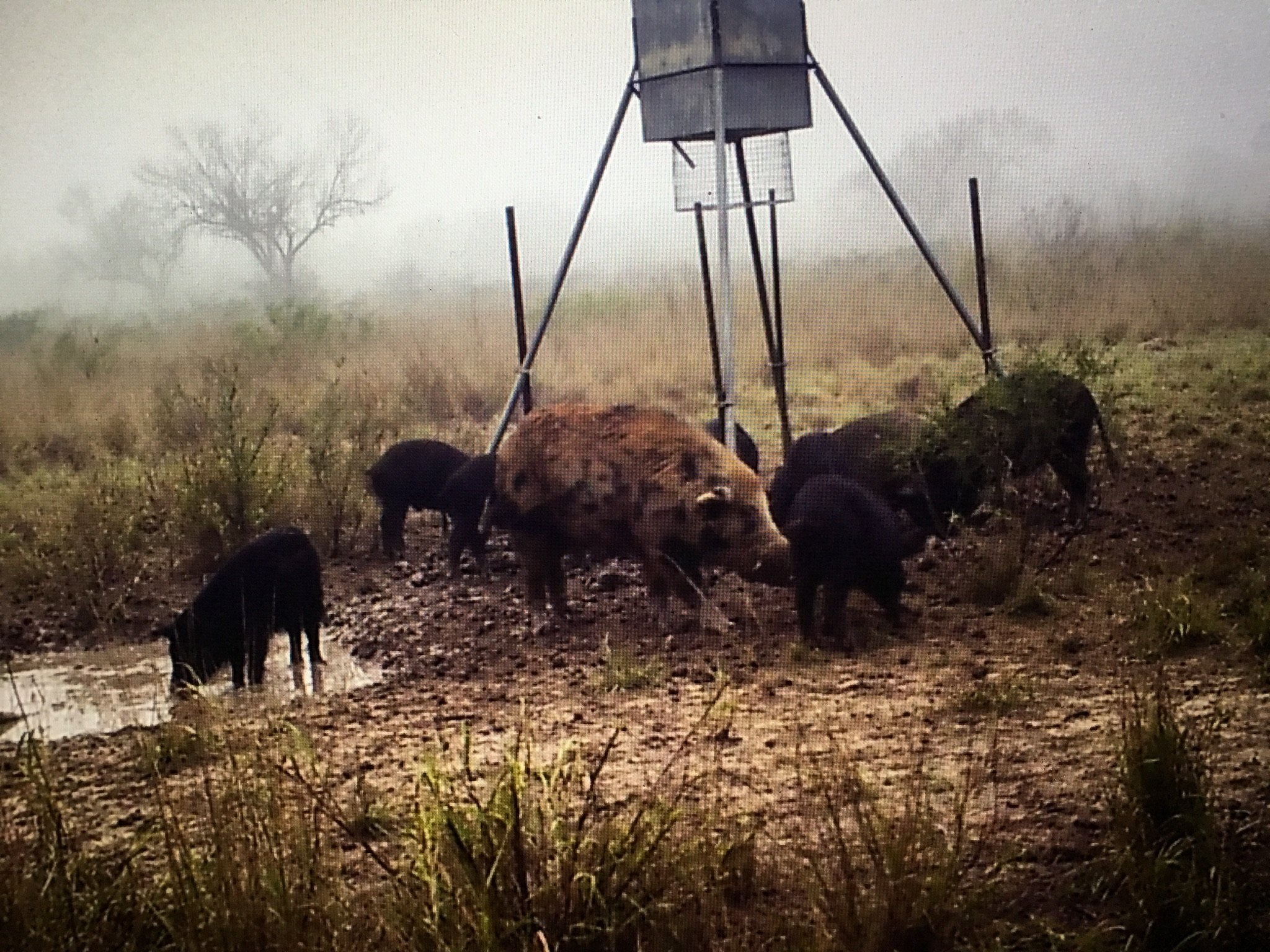 South Texas Dove Hunts