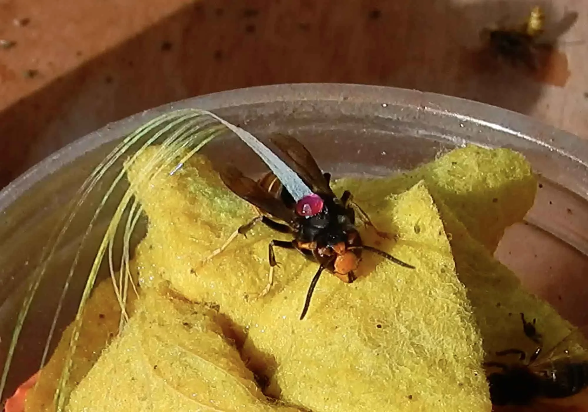 Asian Hornet Trap - TRAP-X® | Tested - Proven - Effective