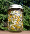 How to Make a Feverfew Tincture — Modern Hippie Inc.