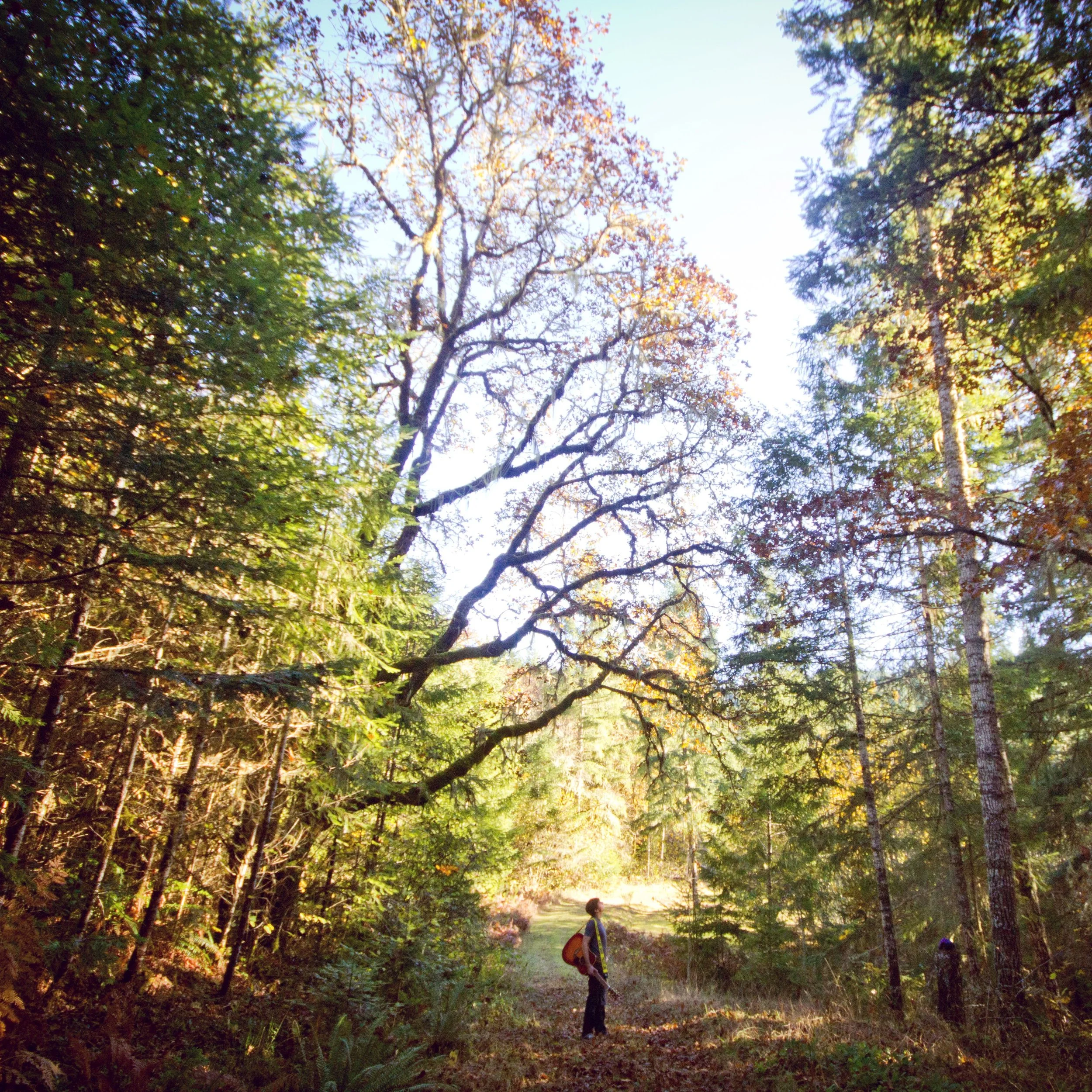 Forest Mountain Lion