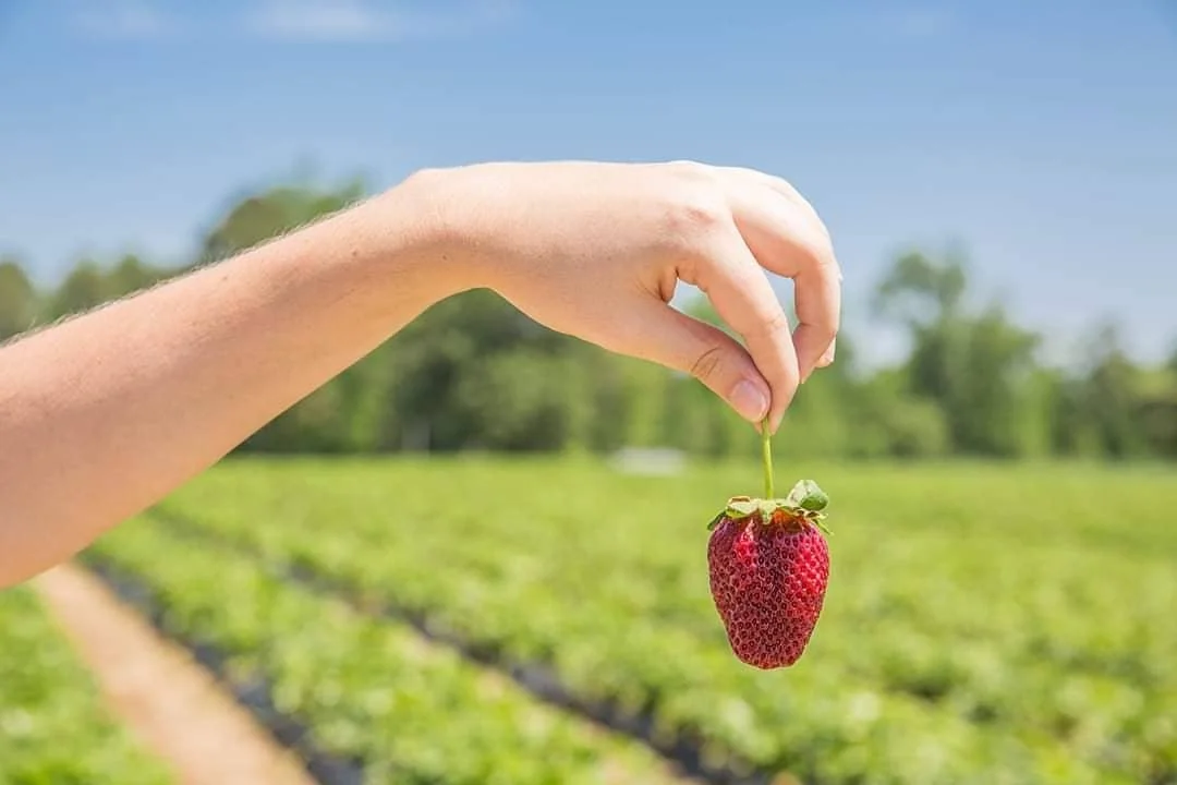 Porter Farms and Nursery