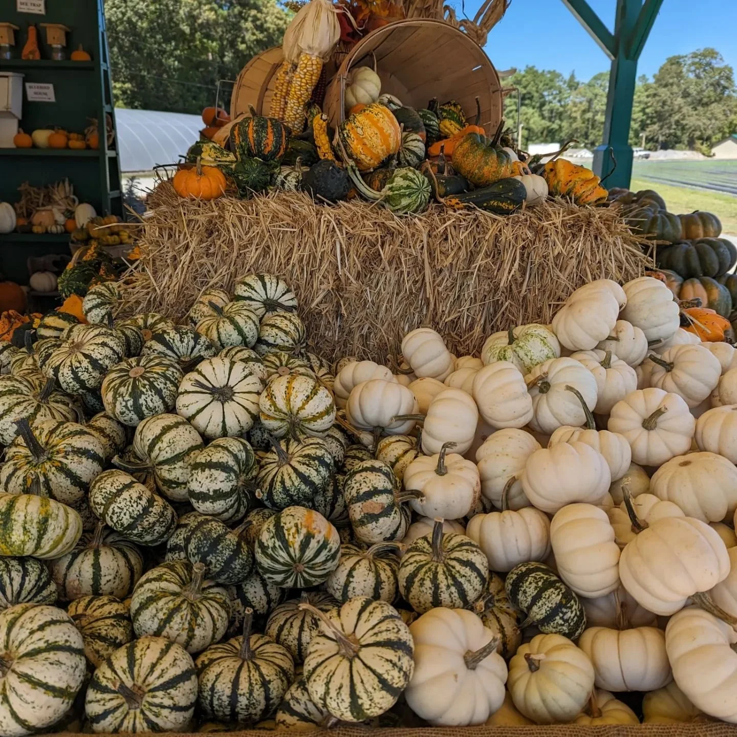 Pumpkins — Porter Farms and Nursery